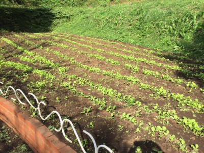 %e8%8f%9c%e3%81%ae%e8%8a%b1%e3%81%ae%e8%82%b2%e3%81%a1%e5%85%b7%e5%90 ...